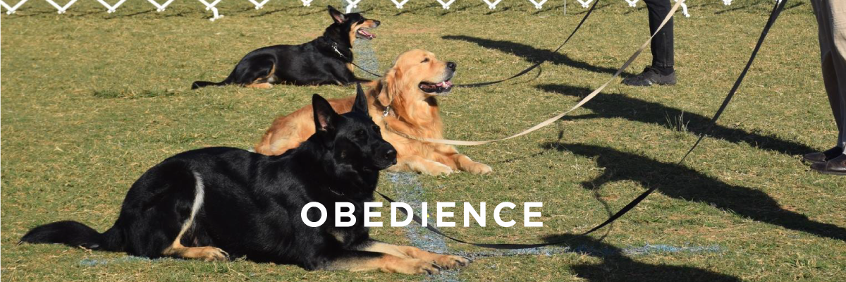 Obedience – The Dog Training Club of Bermuda